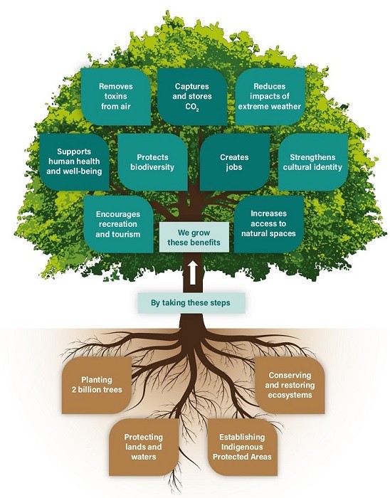 Protect our Trees – Protect Nature Challenge - Canada.ca