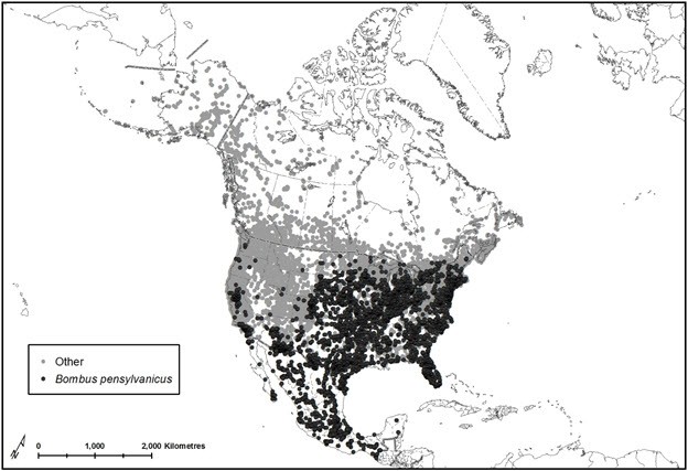 American Bumble Bee (Bombus pensylvanicus): COSEWIC assessment and ...