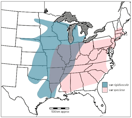 Showy goldenrod (Solidago speciosa): COSEWIC assessment and status ...