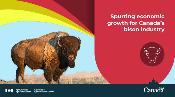 Government of Canada invests in increasing bison exports - Canada.ca
