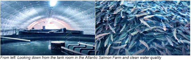 Land-based fish farm breaking new ground for aquaculture - Canada.ca