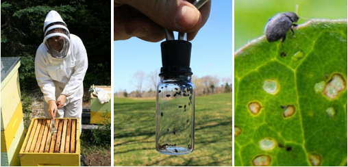 Investments in Green Insect Management Help Protect Environment - Canada.ca