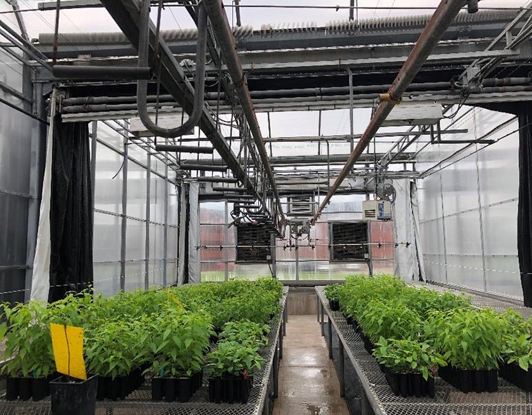 ARCHIVED - Reforestation and ecosystem rehabilitation at 5th Canadian ...