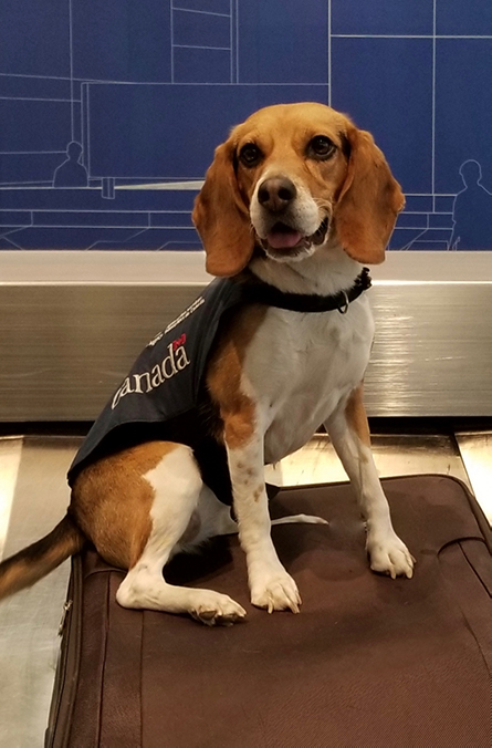 CBSA offers behind the scenes look at Toronto Pearson operations and ...