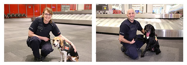CBSA announces the retirement of detector dogs Jagger and Chloe - Canada.ca