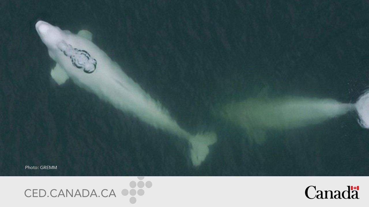 Wolastoqiyik Wahsipekuk First Nation able to build land‑based beluga ...