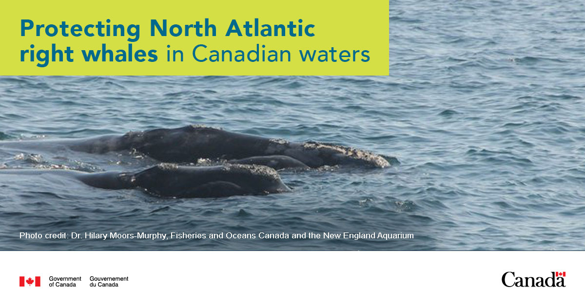 Government of Canada continues to help protect North Atlantic right ...