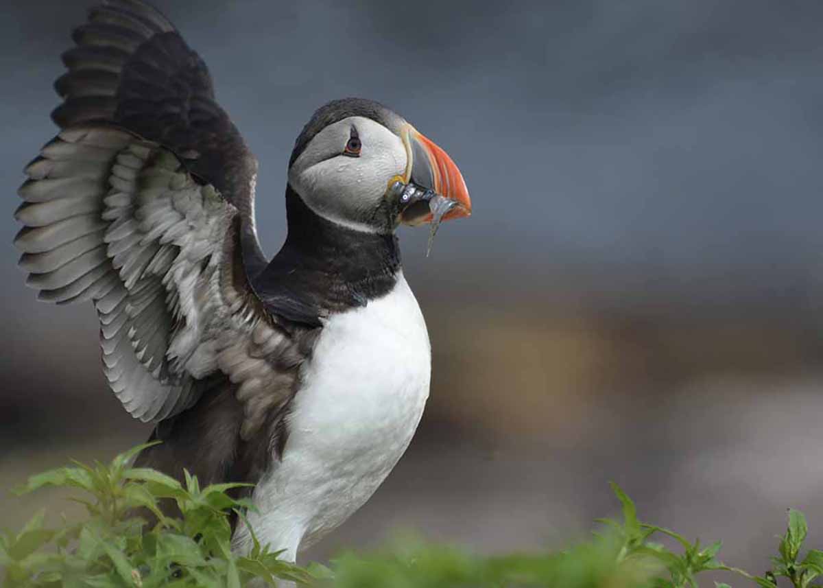 Enhancing emergency preparedness and response - Canada.ca