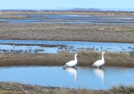 Anderson River Delta Migratory Bird Sanctuary - Canada.ca