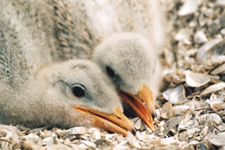 Mohawk Island National Wildlife Area - Canada.ca