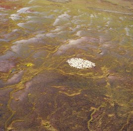 Harry Gibbons Migratory Bird Sanctuary - Canada.ca