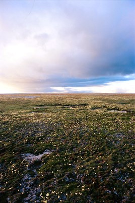 Harry Gibbons Migratory Bird Sanctuary - Canada.ca