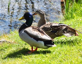 Lenore Lake Migratory Bird Sanctuary - Canada.ca