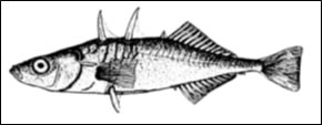 Giant threespine stickleback (Gasterosteus aculeatus): species at risk ...