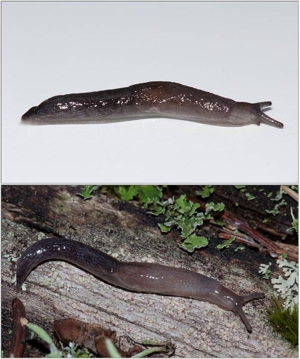 Sheathed slug (Zacoleus idahoensis): COSEWIC assessment and status ...