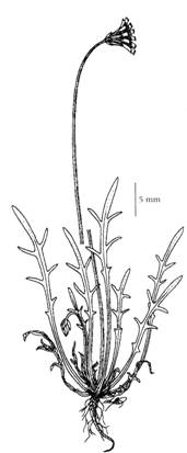 Coast Microseris (Microseris bigelovii) COSEWIC assessment and status ...
