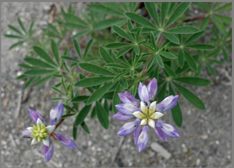 Recovery Strategy for the Streambank Lupine (Lupinus rivularis) in ...