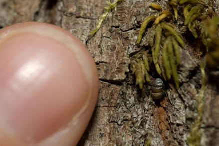 Management Plan for the Threaded Vertigo (Nearctula sp.) in Canada ...