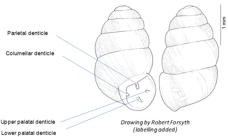 Management Plan for the Threaded Vertigo (Nearctula sp.) in Canada ...