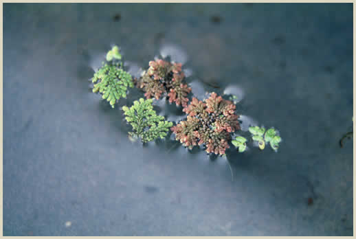 Recovery Strategy for the Mexican Mosquito fern (Azolla mexicana) in ...