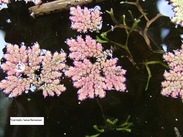 Recovery Strategy for the Mexican Mosquito fern (Azolla mexicana) in ...