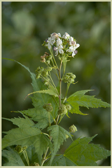 Recovery Strategy for the Virginia Mallow (Sida hermaphrodita) in ...