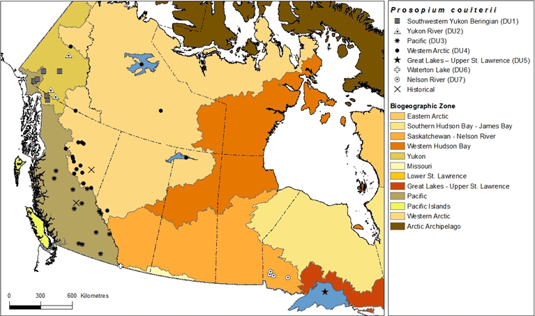 COSEWIC Assessment and Status Report on the Pygmy Whitefish Prosopium ...