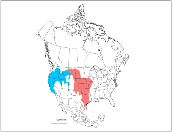 COSEWIC Assessment and Status Report on the Eastern Yellow-bellied ...