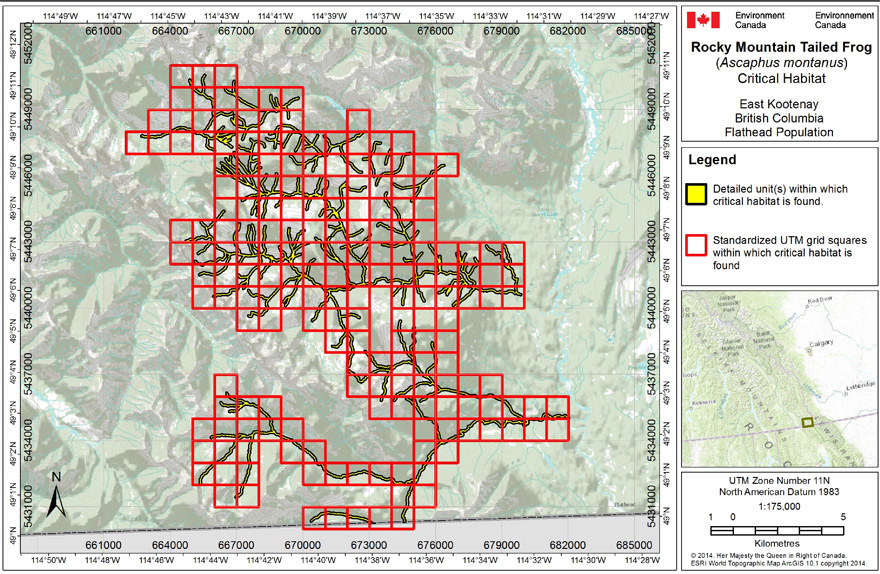 Recovery Strategy for the Rocky Mountain Tailed Frog (Ascaphus montanus ...