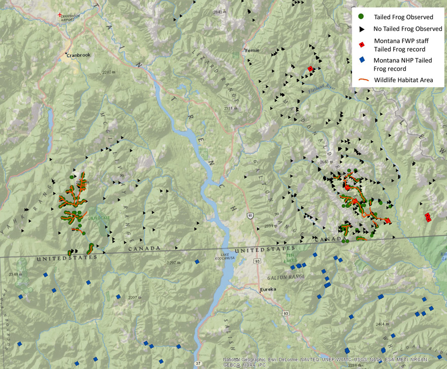 Recovery Strategy for the Rocky Mountain Tailed Frog (Ascaphus montanus ...