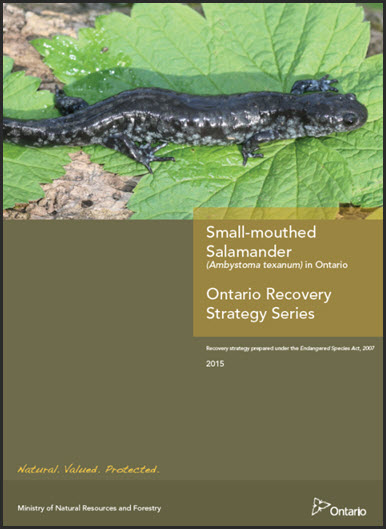 Recovery Strategy for the Small-mouthed Salamander (Ambystoma texanum) in Canada - 2017 ...