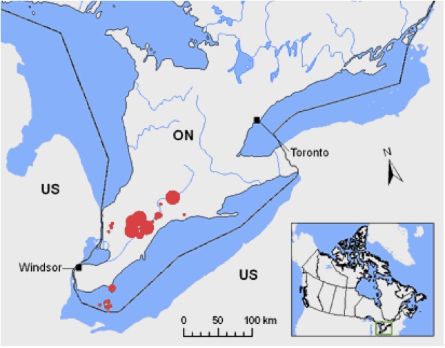 Management Plan for the Blue Ash (Fraxinus quadrangulata) in Canada ...