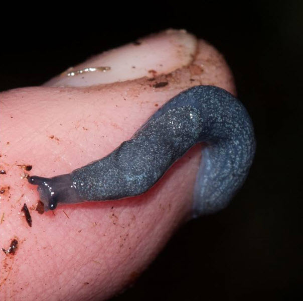 COSEWIC Assessment and Status Report on the Blue-grey Taildropper ...