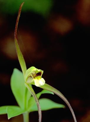 Recovery Strategy for the Large Whorled Pogonia (Isotria verticillata ...