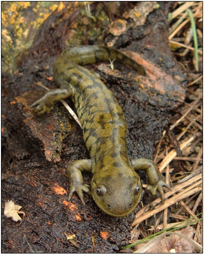 Recovery Strategy for the Tiger Salamander (Ambystoma tigrinum ...