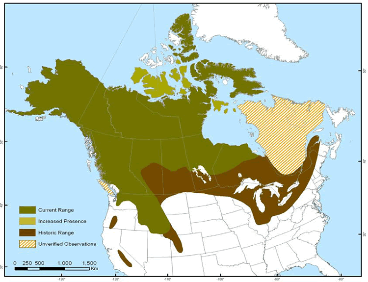 Recovery Strategy for the Wolverine (Gulo gulo), Eastern population, in ...