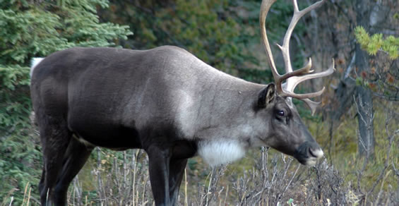 Working Together to Recover Boreal Caribou - Canada.ca