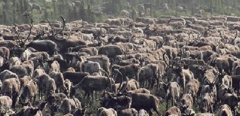 Working Together to Recover Boreal Caribou - Canada.ca