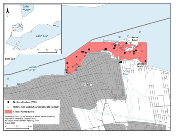 Recovery Strategy for the Northern Madtom (Noturus stigmosus) in Canada ...