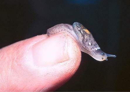 Management Plan for the Warty Jumping-slug (Hemphillia glandulosa) in ...