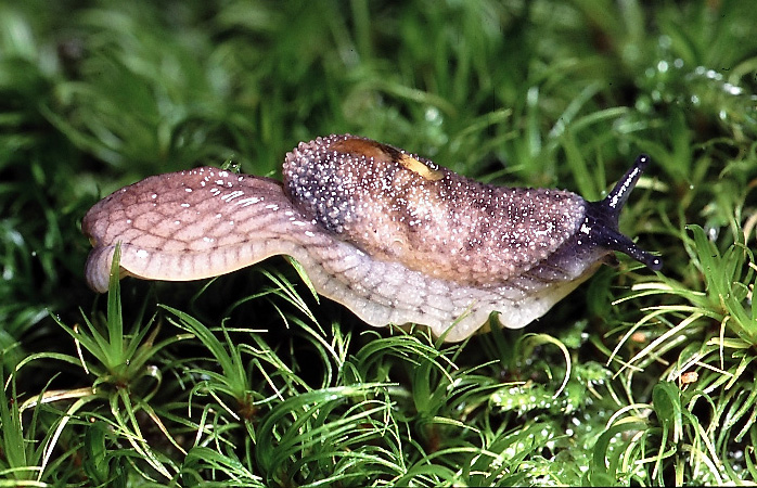 Management Plan for the Warty Jumping-slug (Hemphillia glandulosa) in ...