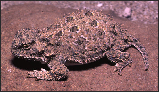 Recovery Strategy for the Pygmy Short horned Lizard (Phrynosoma ...