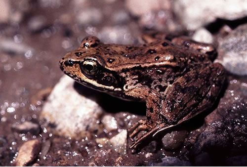 Management Plan for the Northern Red-legged Frog (Rana aurora) in ...