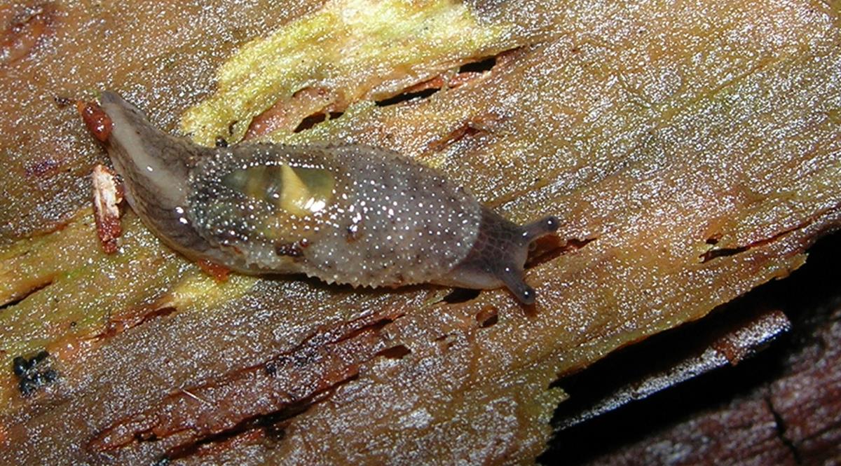 Management Plan for the Warty Jumping-slug (Hemphillia glandulosa) in ...