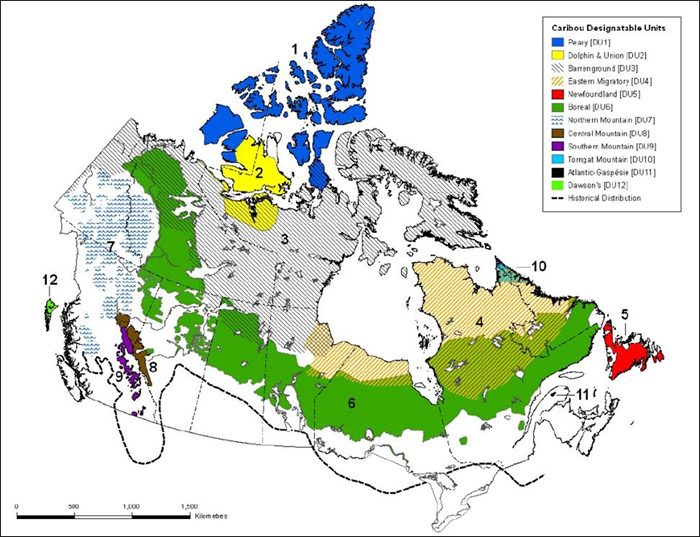 Management Plan for the Dolphin and Union Caribou (Rangifer tarandus ...
