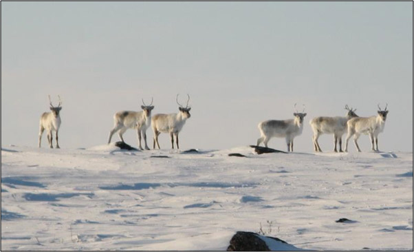 Management Plan for the Dolphin and Union Caribou (Rangifer tarandus ...