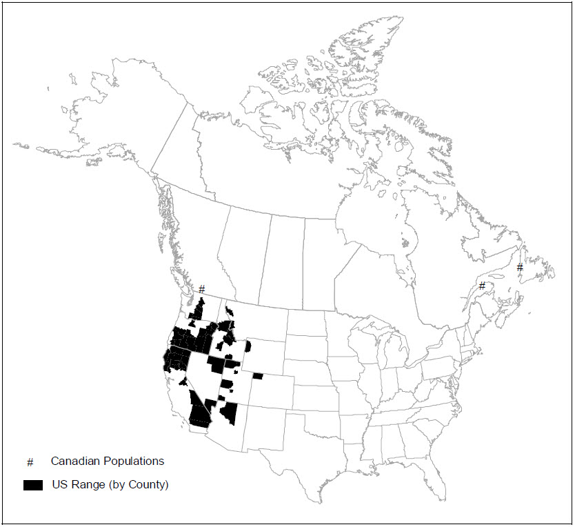 Recovery Strategy for the Mountain Holly Fern (Polystichum scopulinum ...