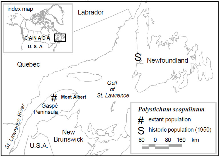 Recovery Strategy for the Mountain Holly Fern (Polystichum scopulinum ...