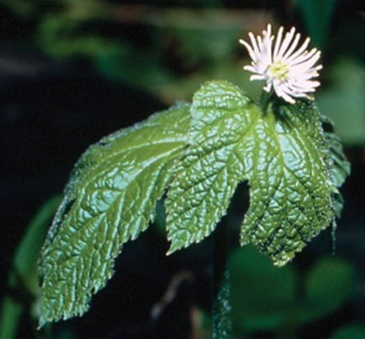 Programme de rétablissement de l’hydraste du Canada (Hydrastis ...