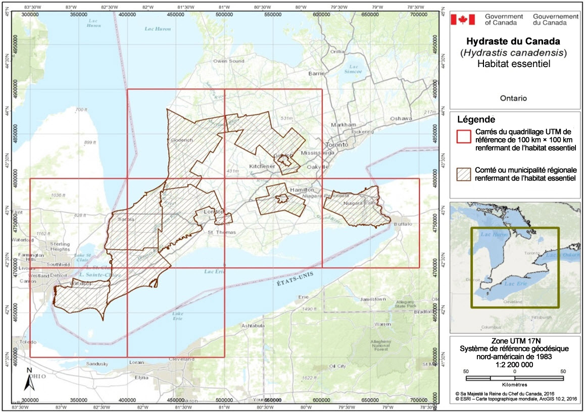 Programme de rétablissement de l’hydraste du Canada (Hydrastis ...